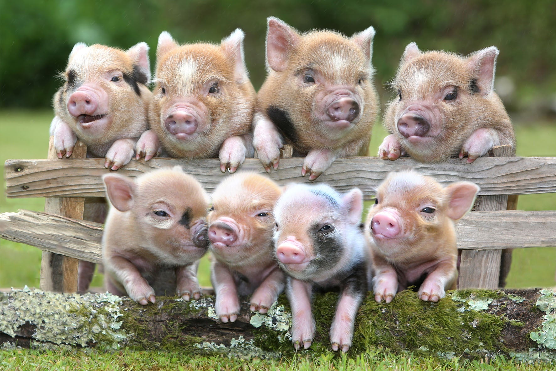 Mini Pigs A Guide To Teacup Pigs Mini Pigs Best Friends Animal